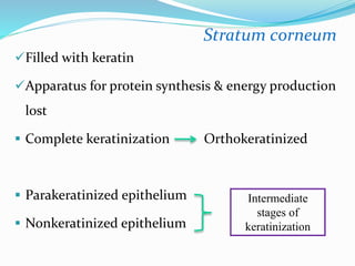Oral epithelium | PPTX