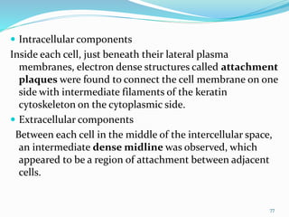 Oral epithelium | PPTX
