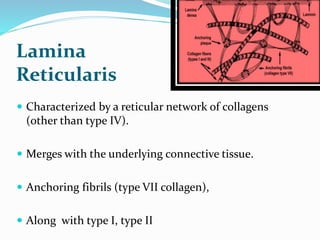 Oral epithelium | PPT