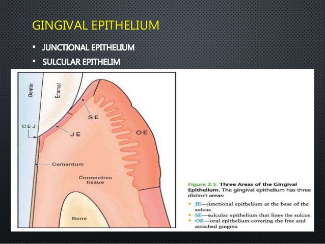 Oral epithelium , dr naveen reddy