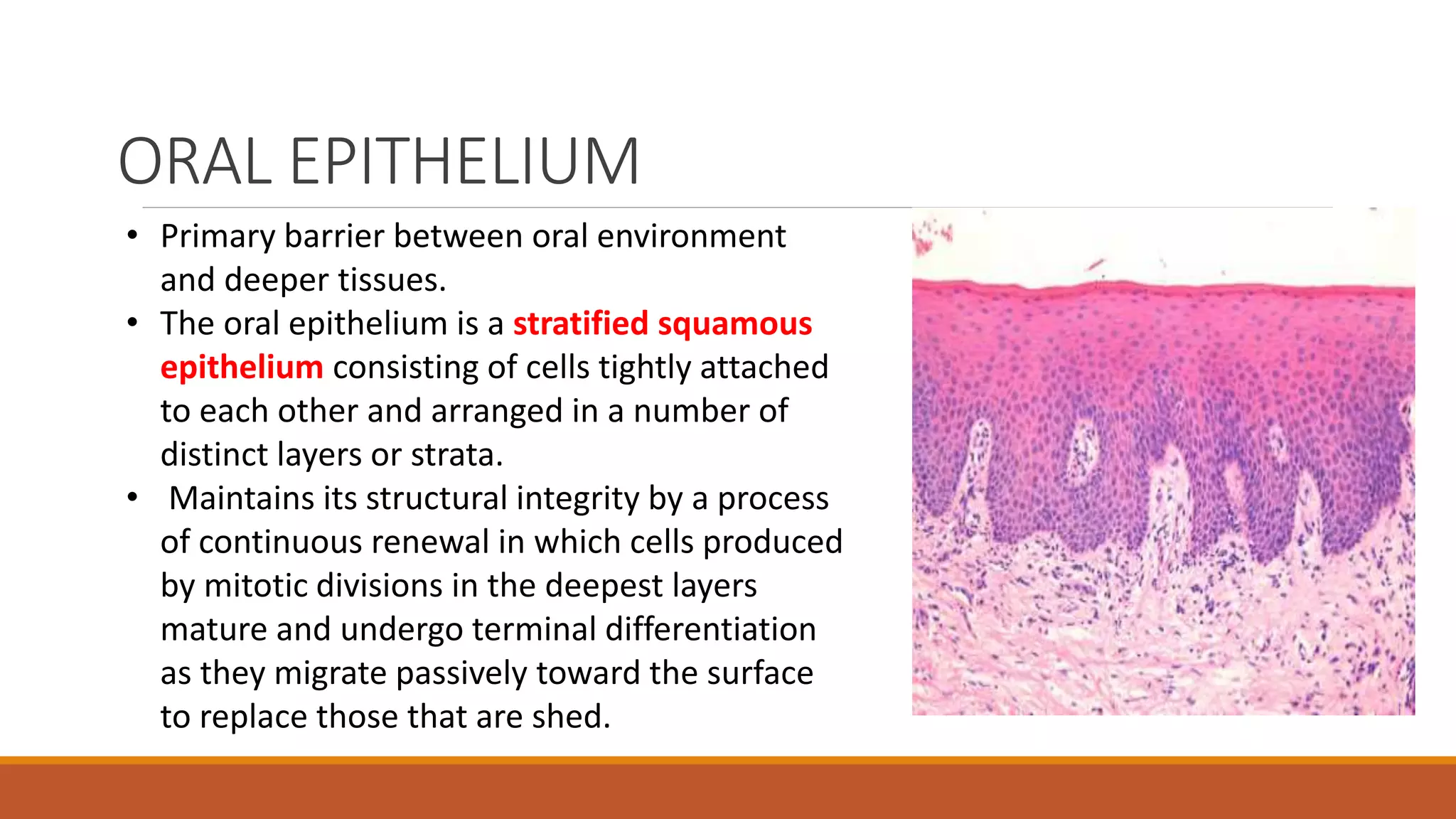 Oral epithelium and Lamina Propria | PPTX