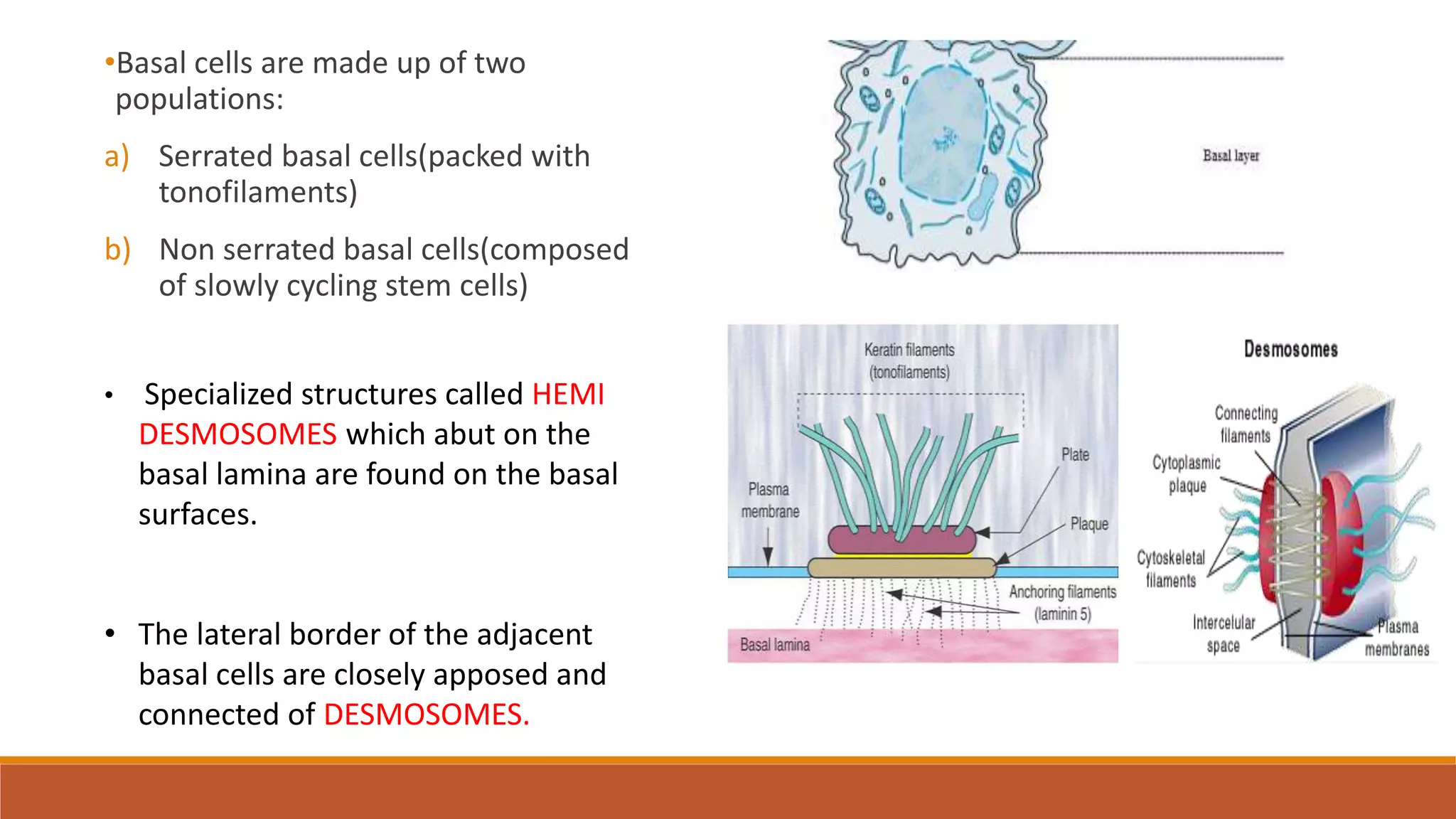 Oral epithelium and Lamina Propria | PPTX
