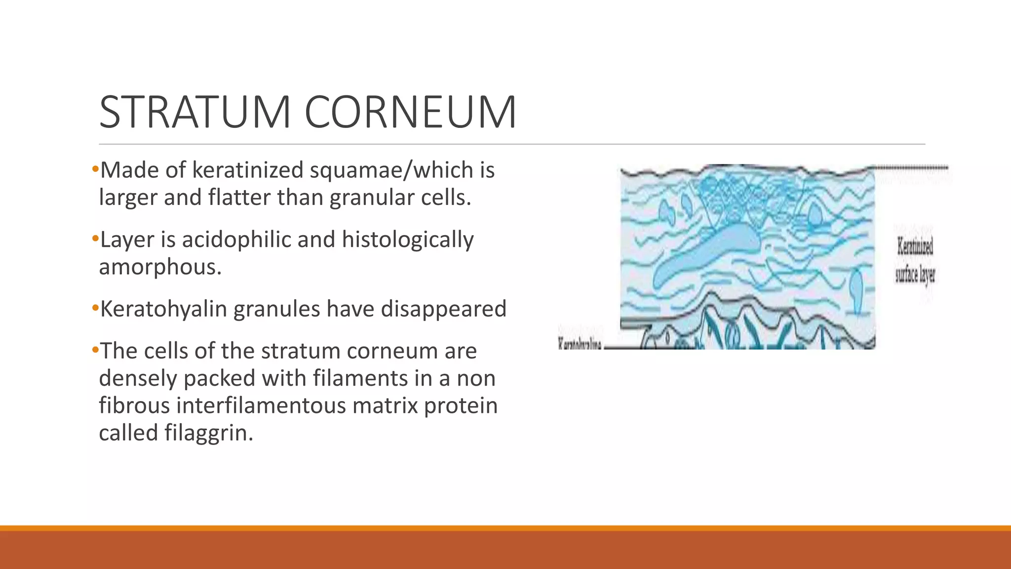 Oral epithelium and Lamina Propria | PPTX