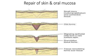 Oral histology | PPTX