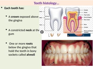 Oral Histology for dental students 2024.pptx