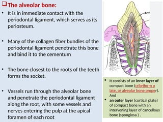 Oral Histology for dental students 2024.pptx