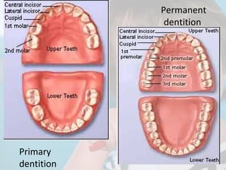 Oral Hygiene Instructions | PPT