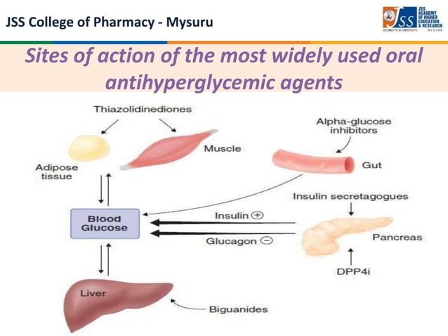 Oral hypoglycemics or Antidiabetic drugs | PPTX | Endocrine and ...