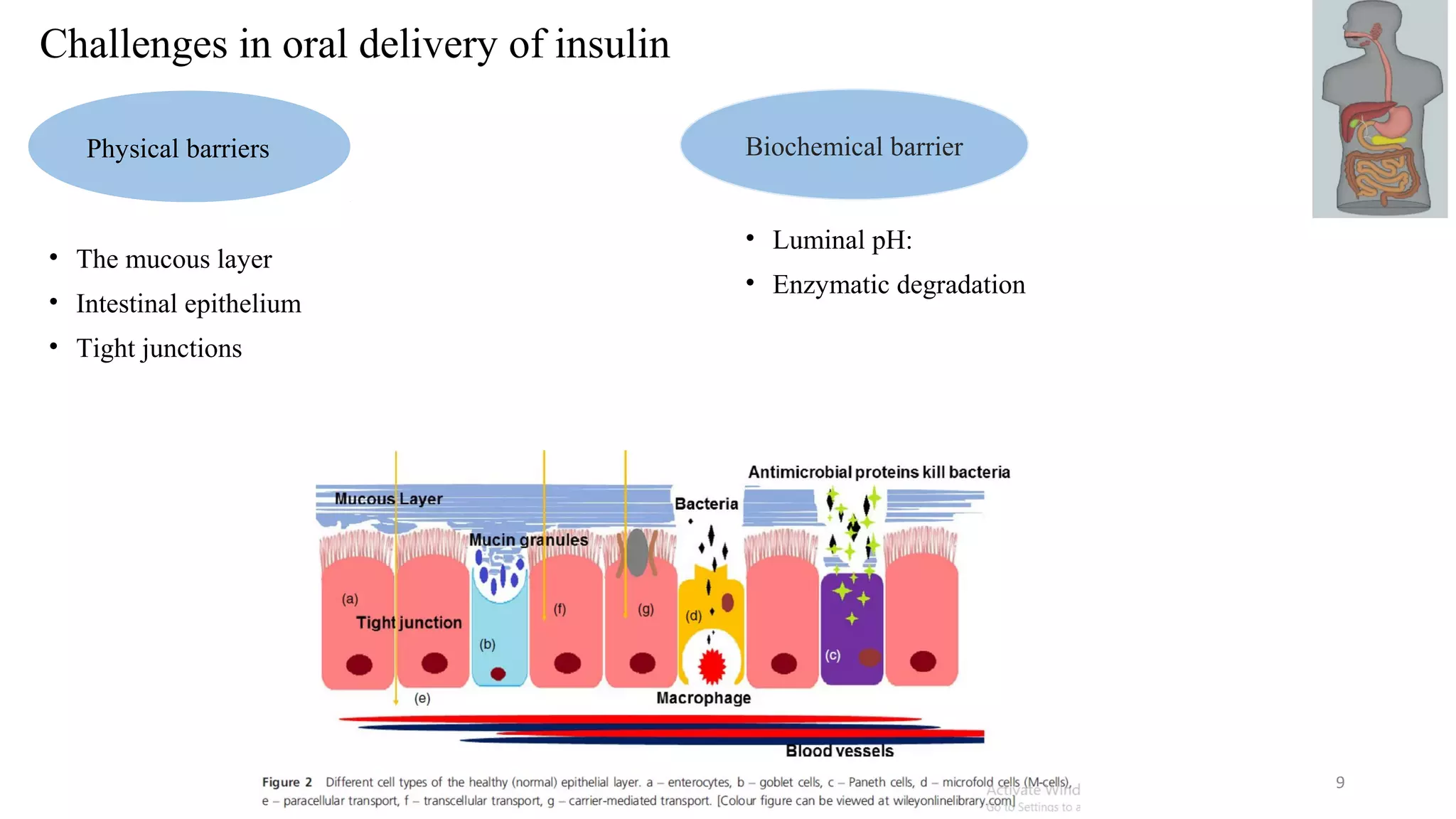 Oral insulin delivery | PPT