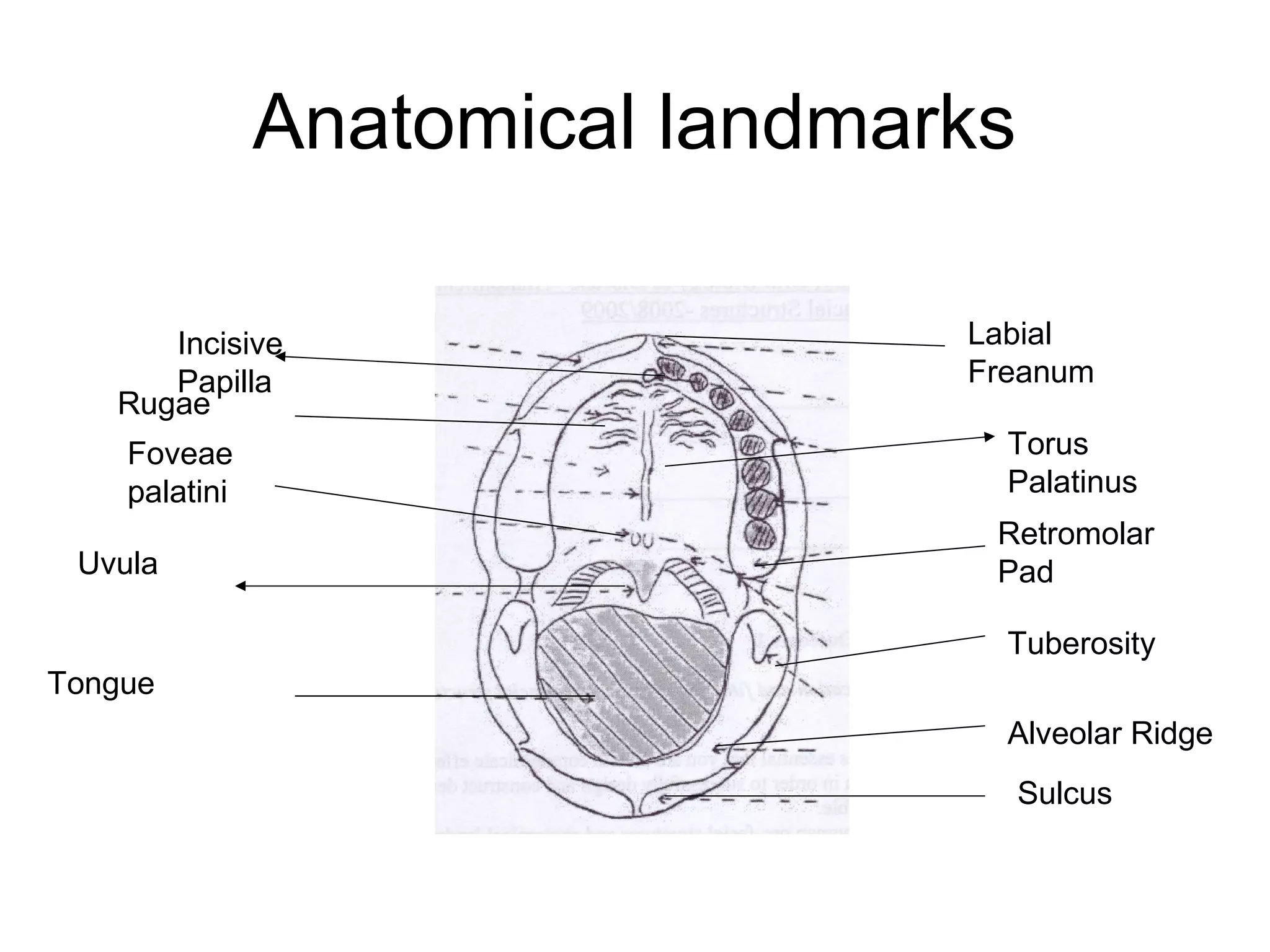 Oral landmarks | PPT