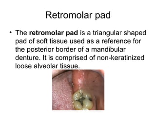 Oral landmarks | PPT