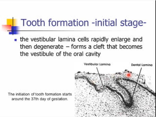 Oral lec 2 slide.pdf introduction to primary | PDF