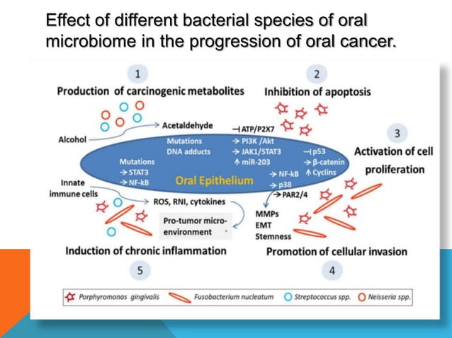 ORAL MICROBIOME.pptx by UMNA FATIMA- BIOMED | PPTX