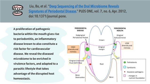 Visual Annotated Oral Microbiome Research Bibliography | PPT