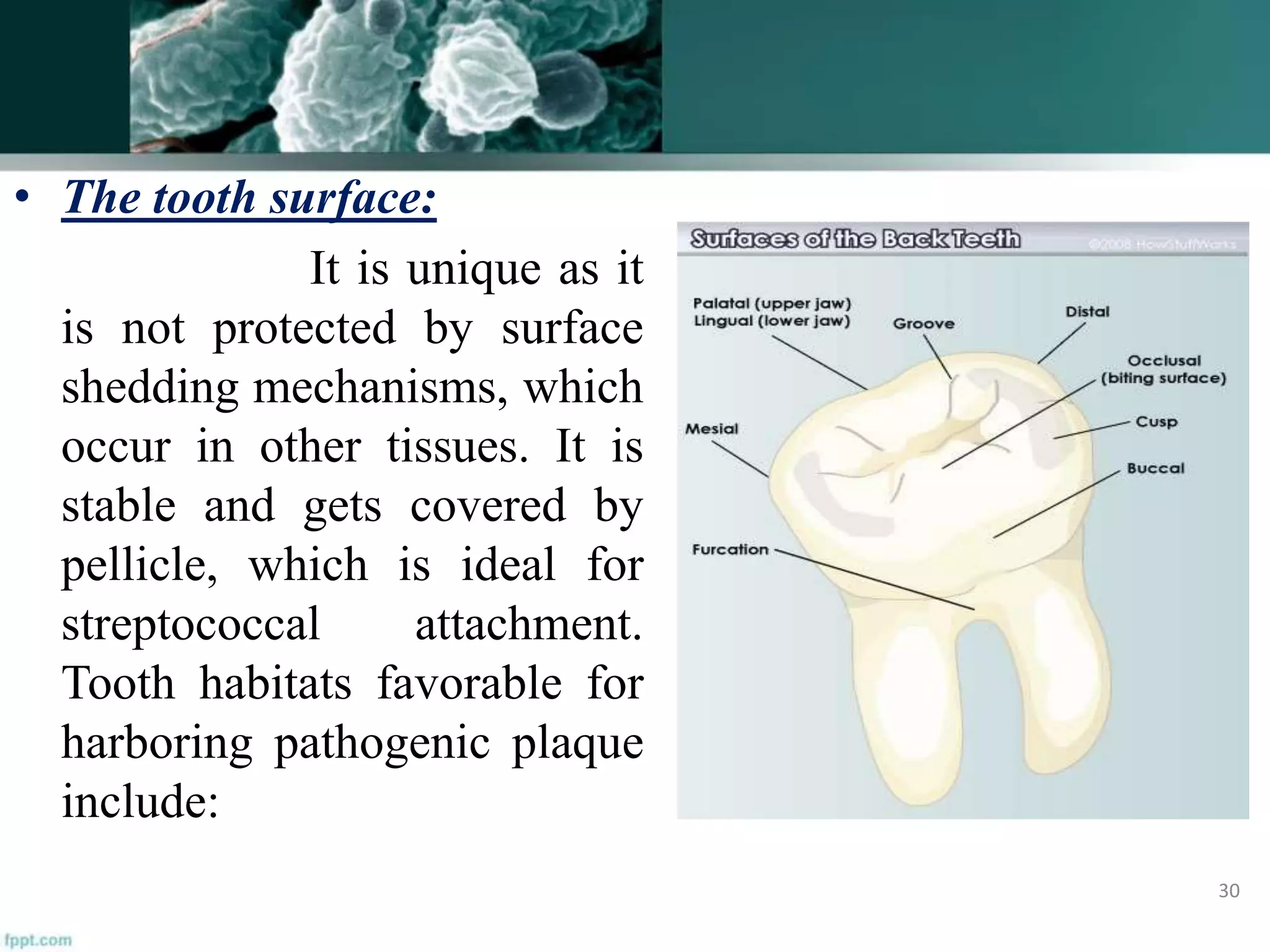 Oral microflora | PPTX