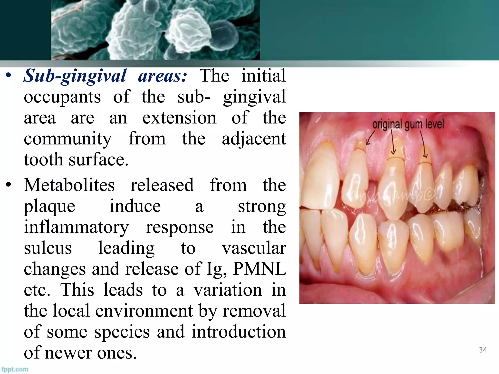 Oral microflora | PPTX