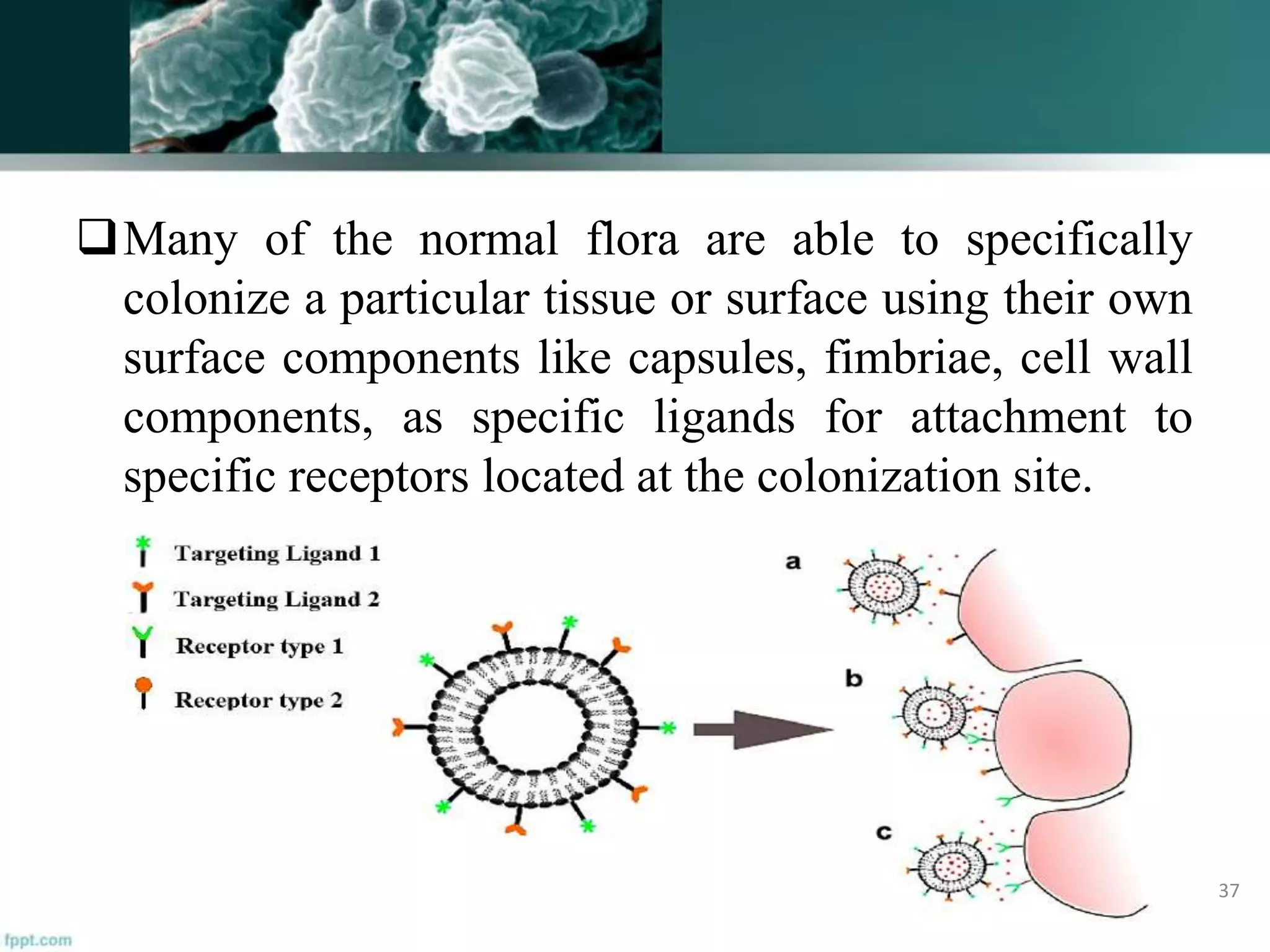 Oral microflora | PPTX