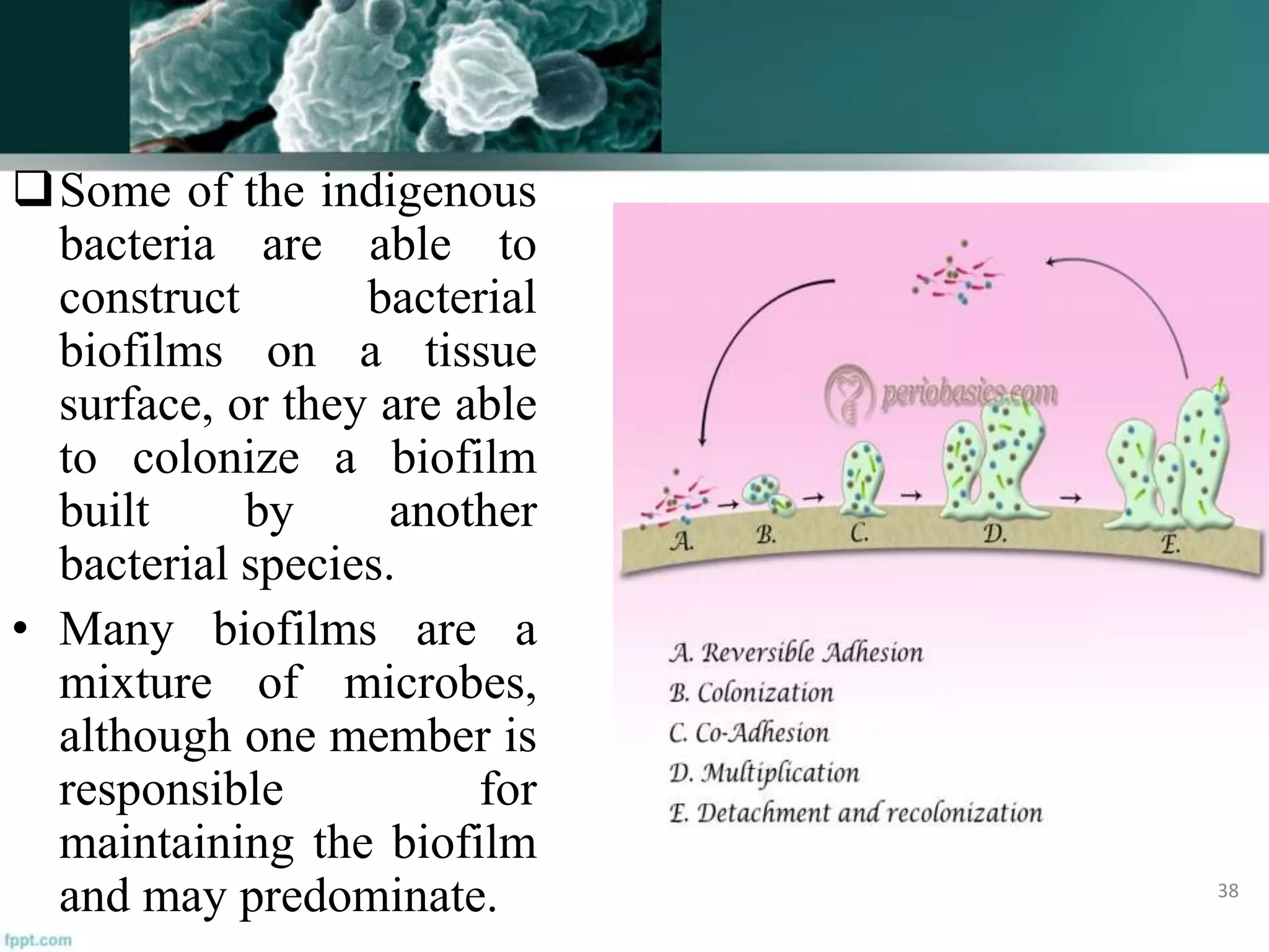 Oral microflora | PPTX