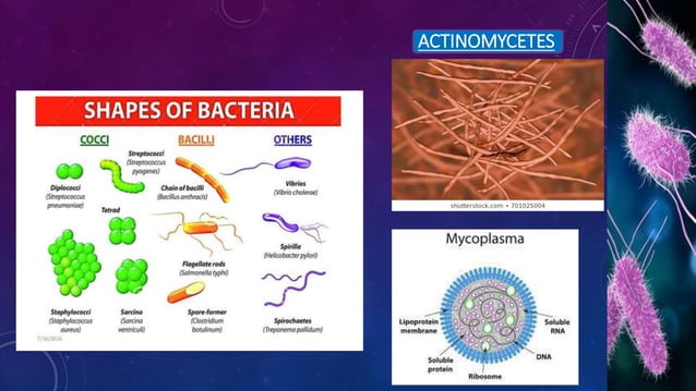 Oral microbiology:normal oram microflora and Dental plaque | PPTX