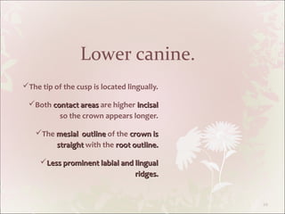Identification Of Teeth For Oral Exam | PPT