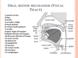 Oral motor therapies | PDF