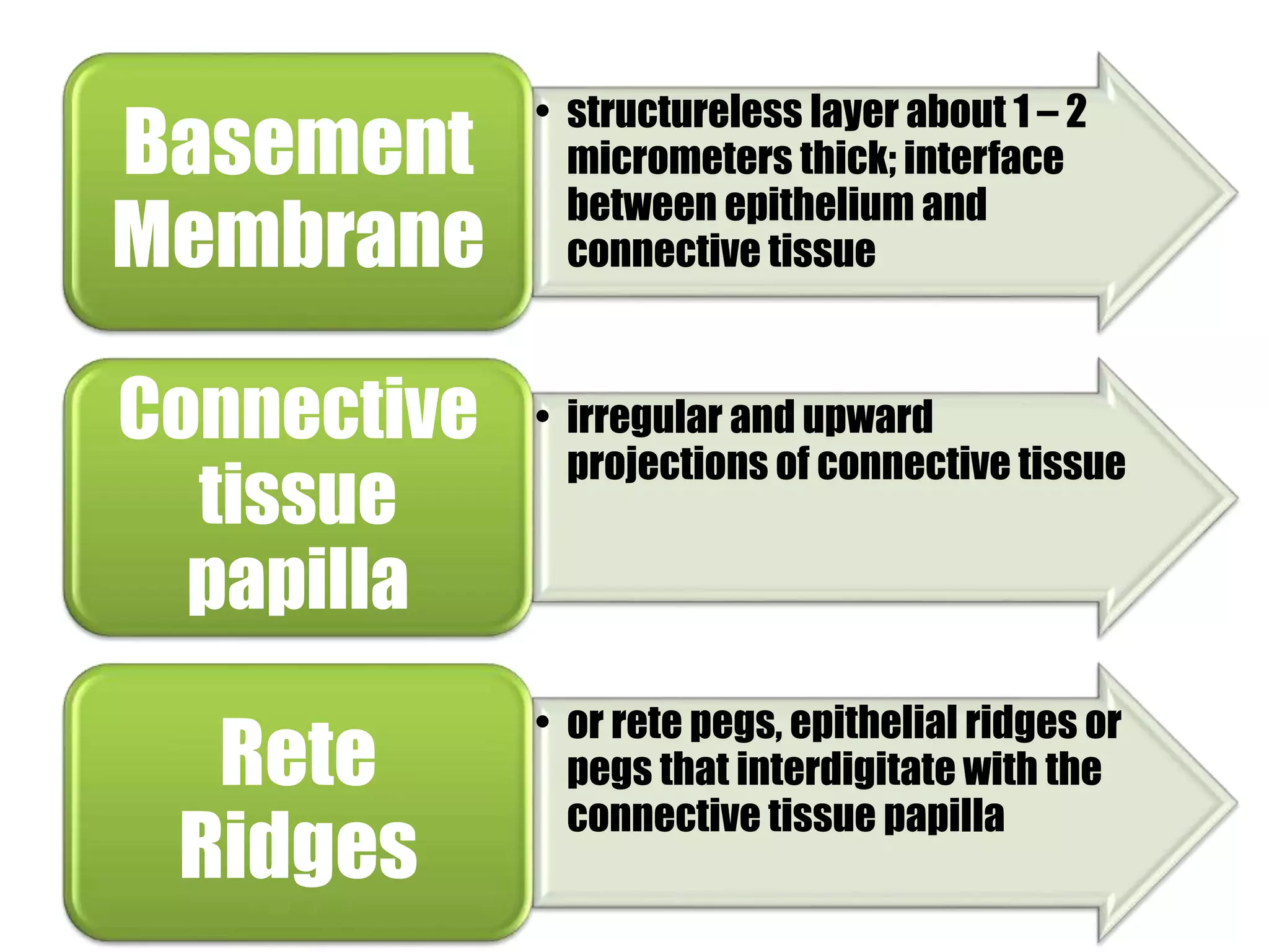 Oral Mucosa | PPTX