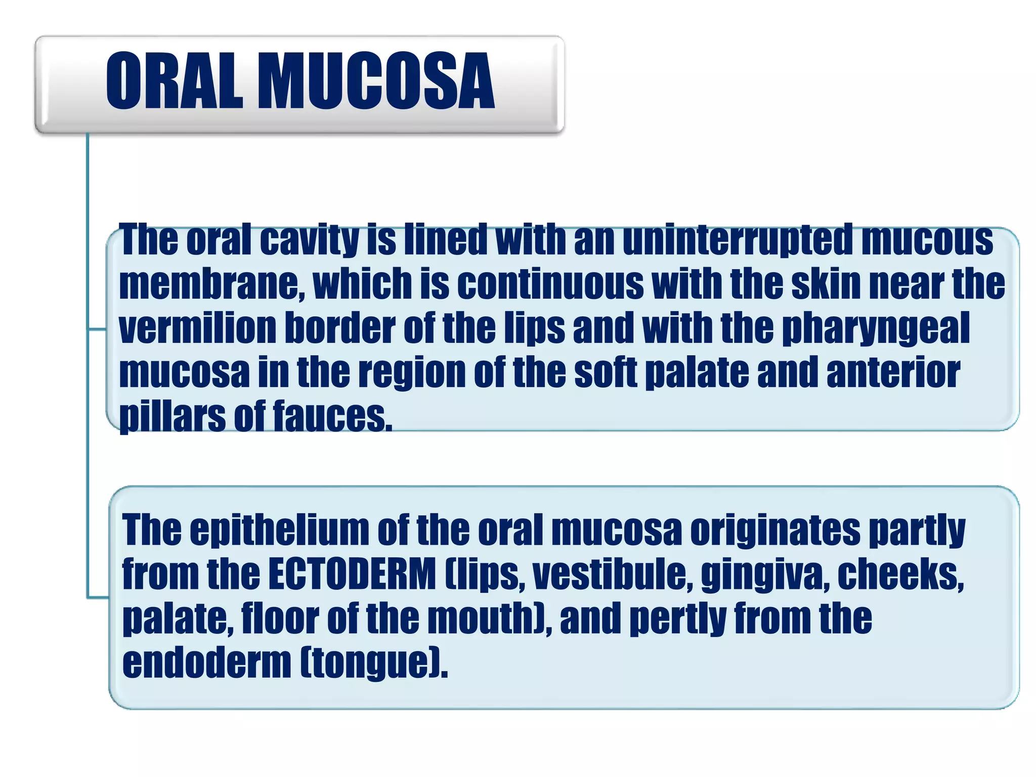 Oral Mucosa