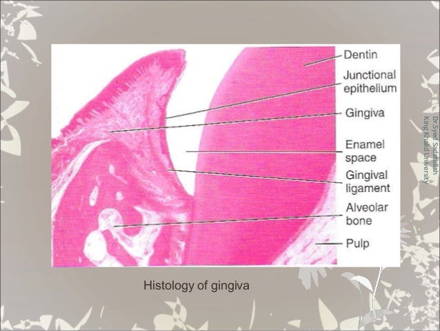Gingival Sulcus Histology ORAL HISTOLOGY