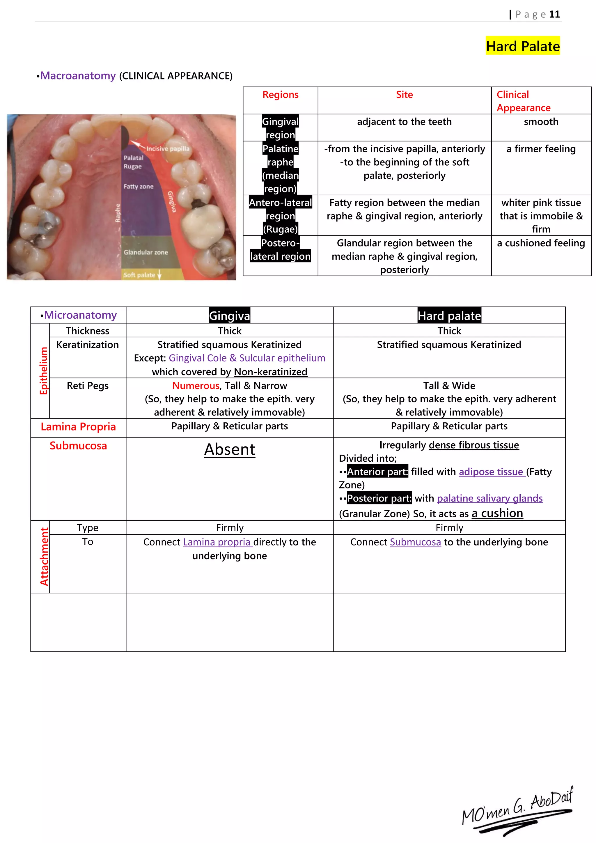 Handout of Oral Mucosa Histology | PDF