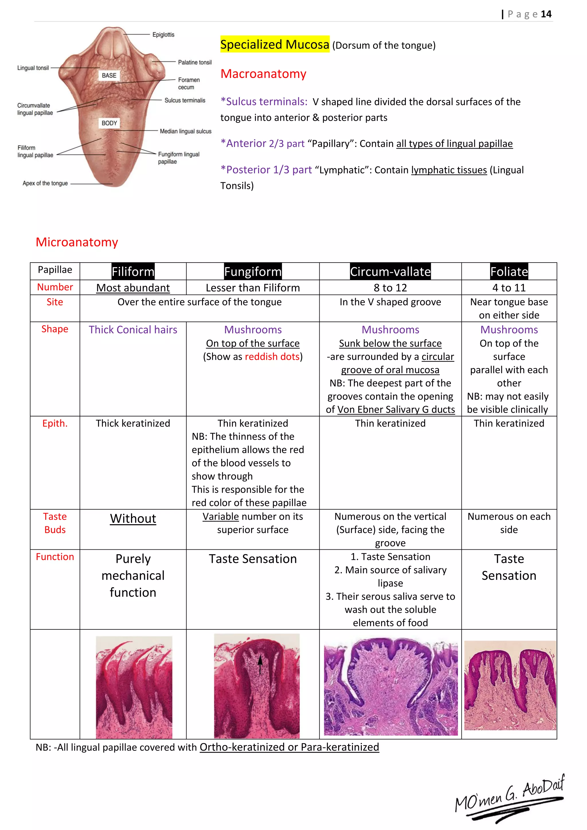 Handout of Oral Mucosa Histology | PDF