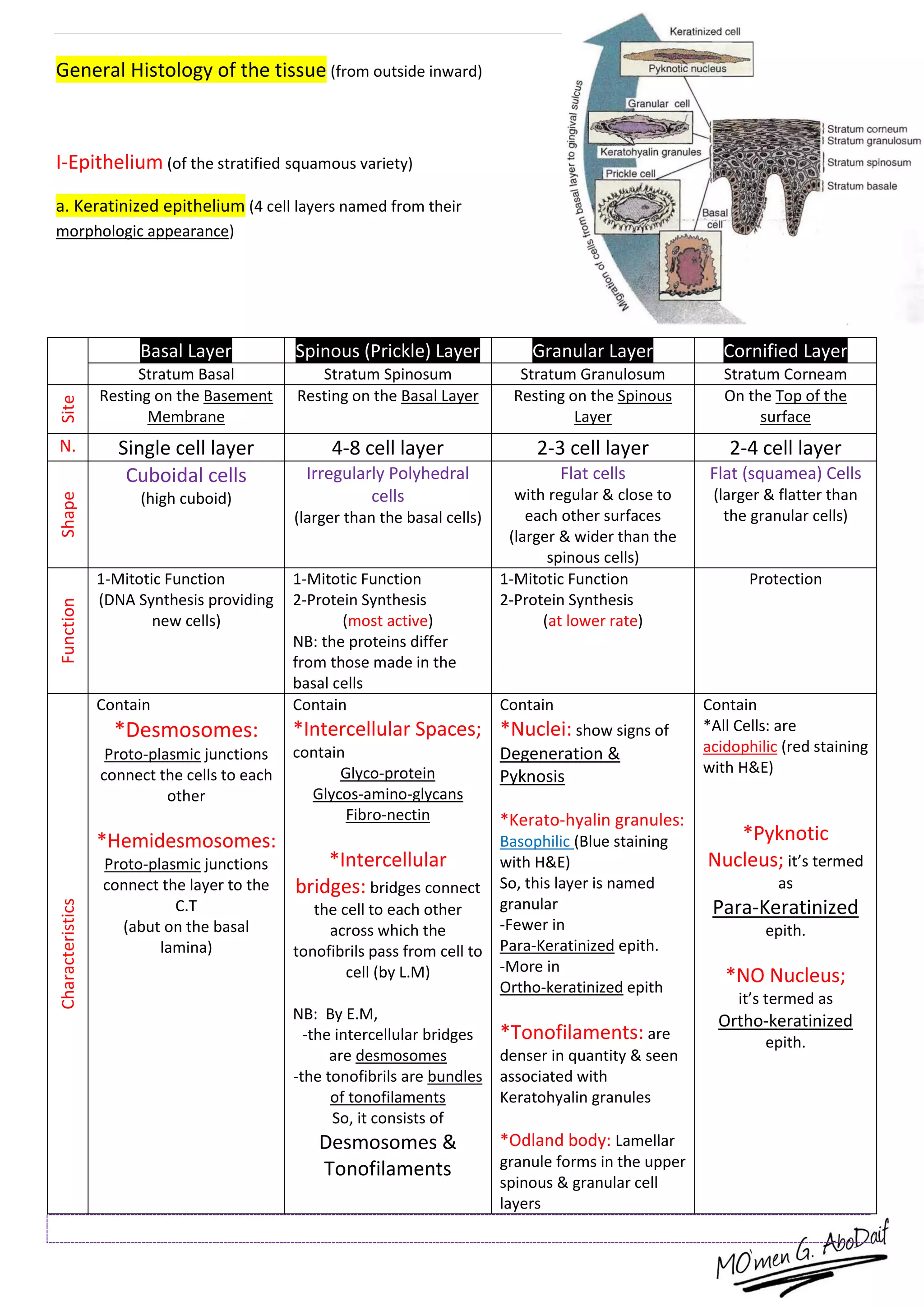 Handout of Oral Mucosa Histology | PDF