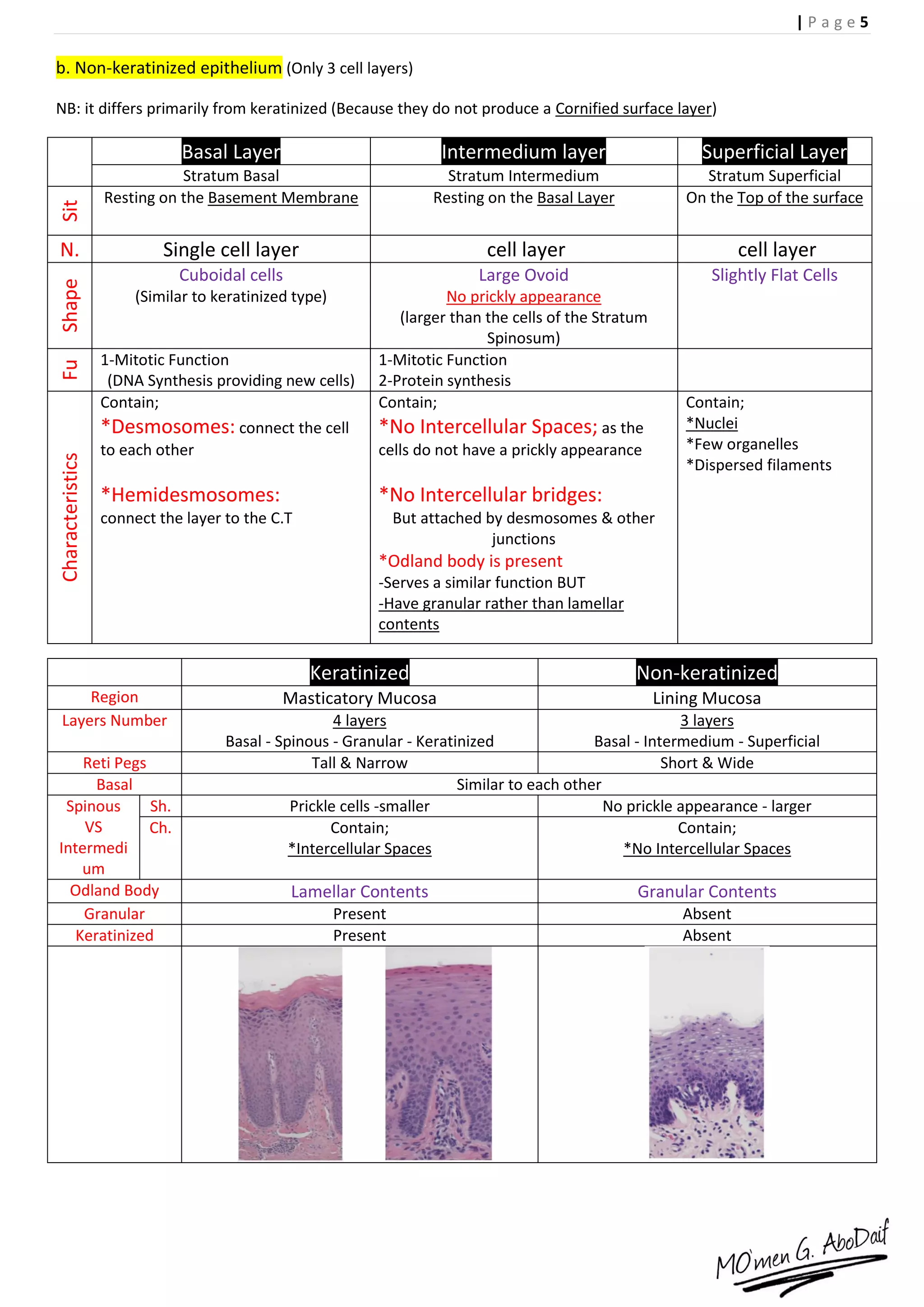 Handout of Oral Mucosa Histology | PDF