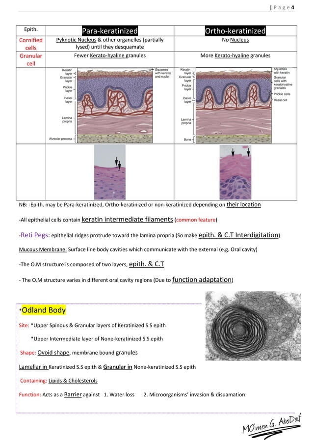 Handout of Oral Mucosa Histology | PDF | Dental Health | Diseases and ...
