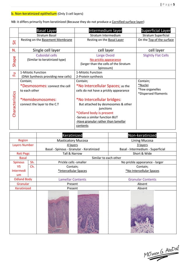 Handout of Oral Mucosa Histology | PDF | Dental Health | Diseases and ...