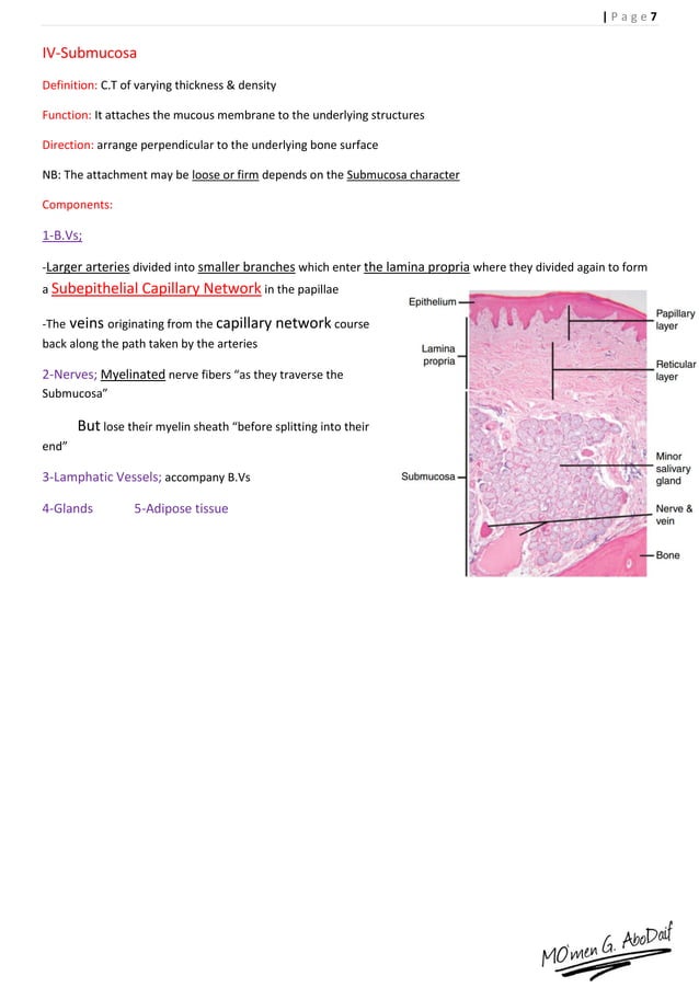 Handout of Oral Mucosa Histology | PDF | Dental Health | Diseases and ...