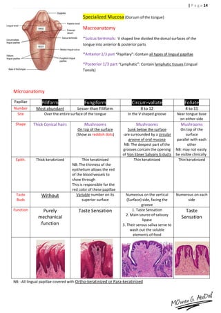 Labial Mucosa Histology