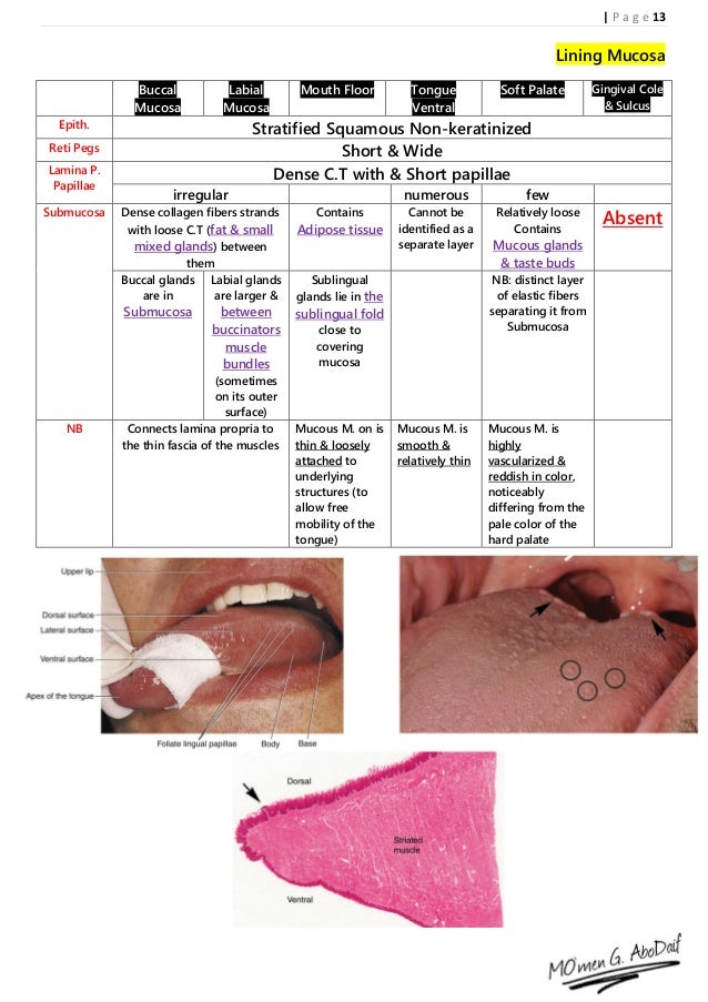 Labial Mucosa Histology