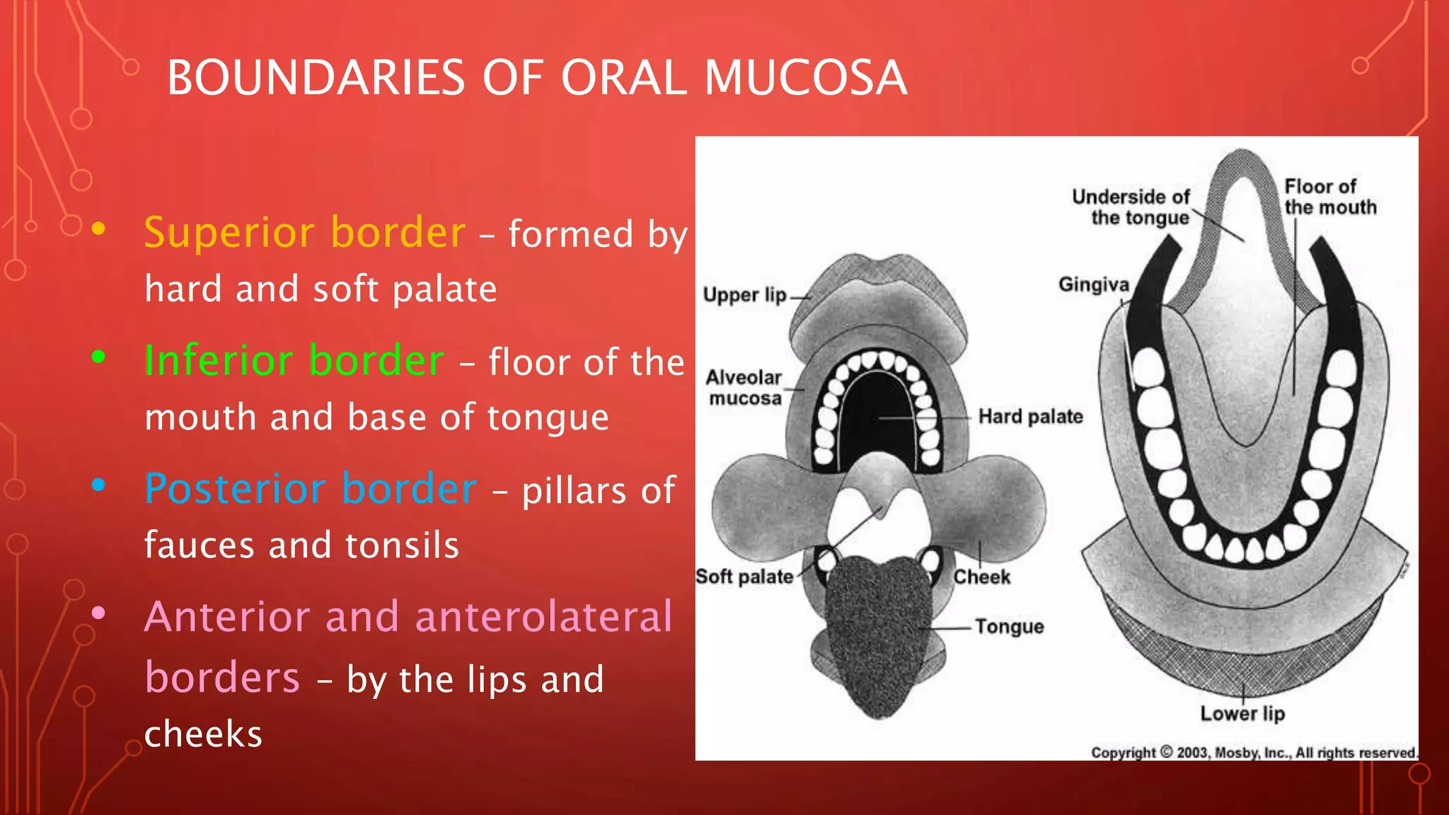 Oral mucosa | PPTX
