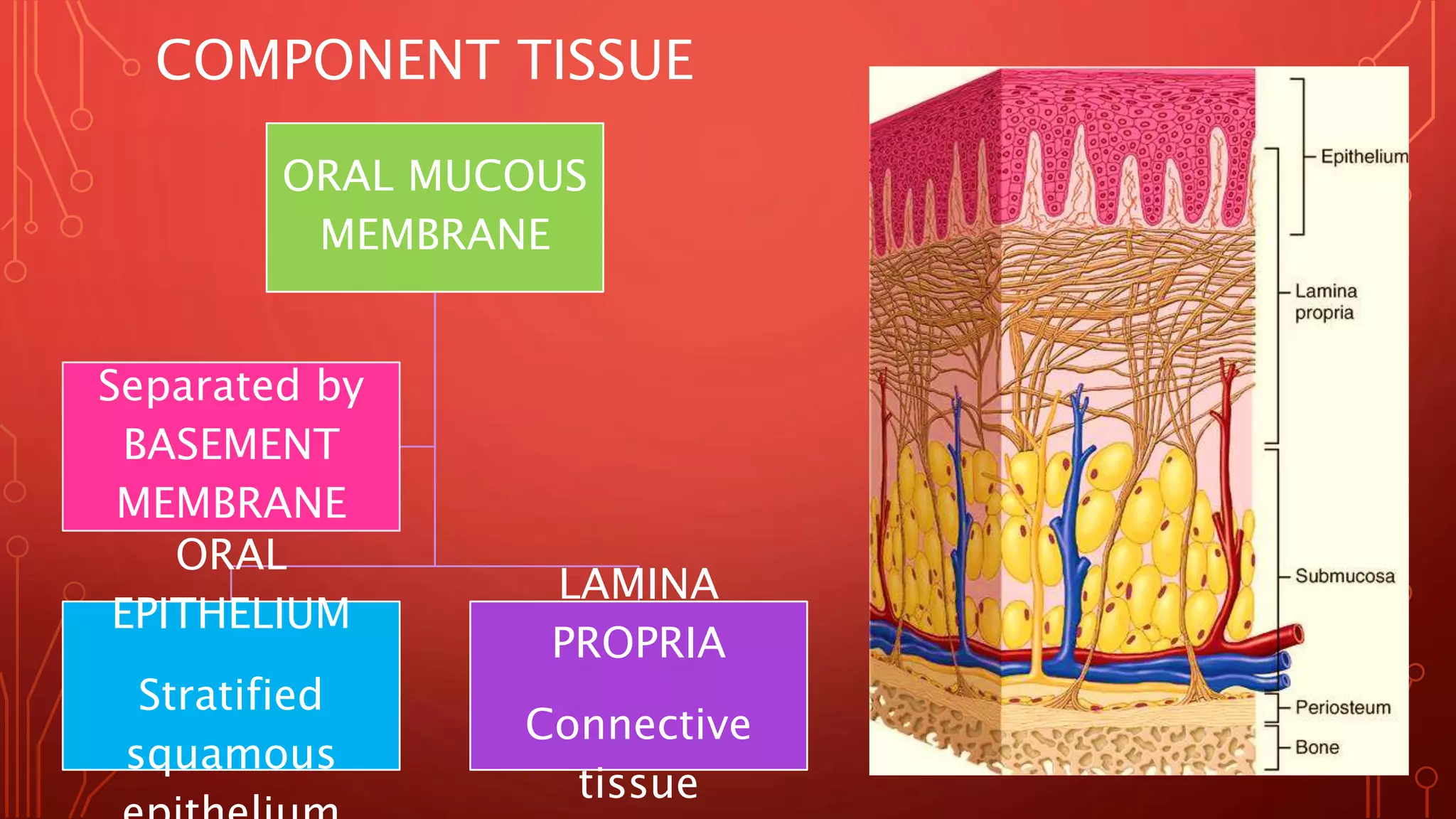Oral mucosa | PPTX