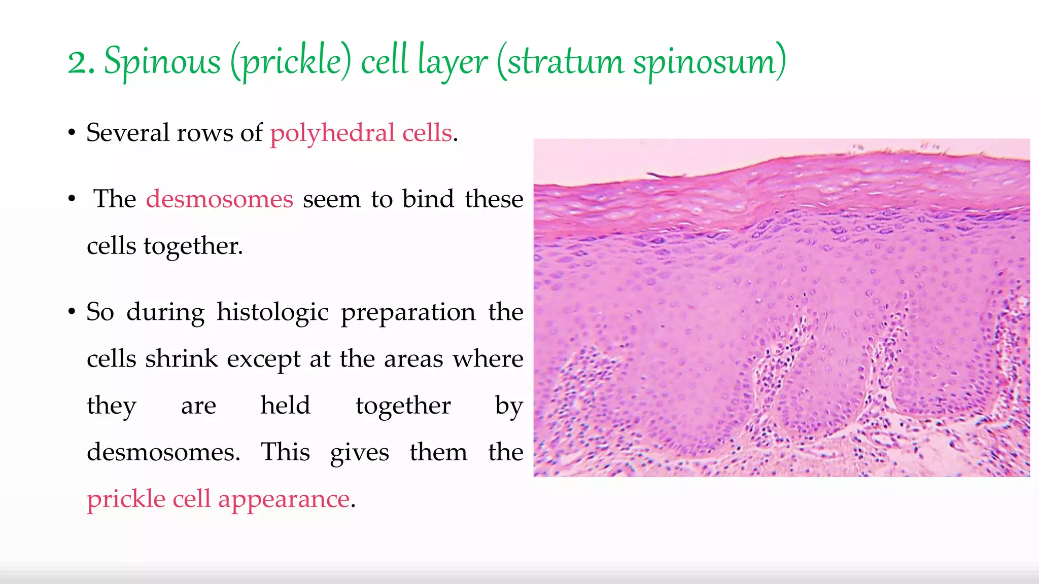 Oral mucosa part 1 | PPTX