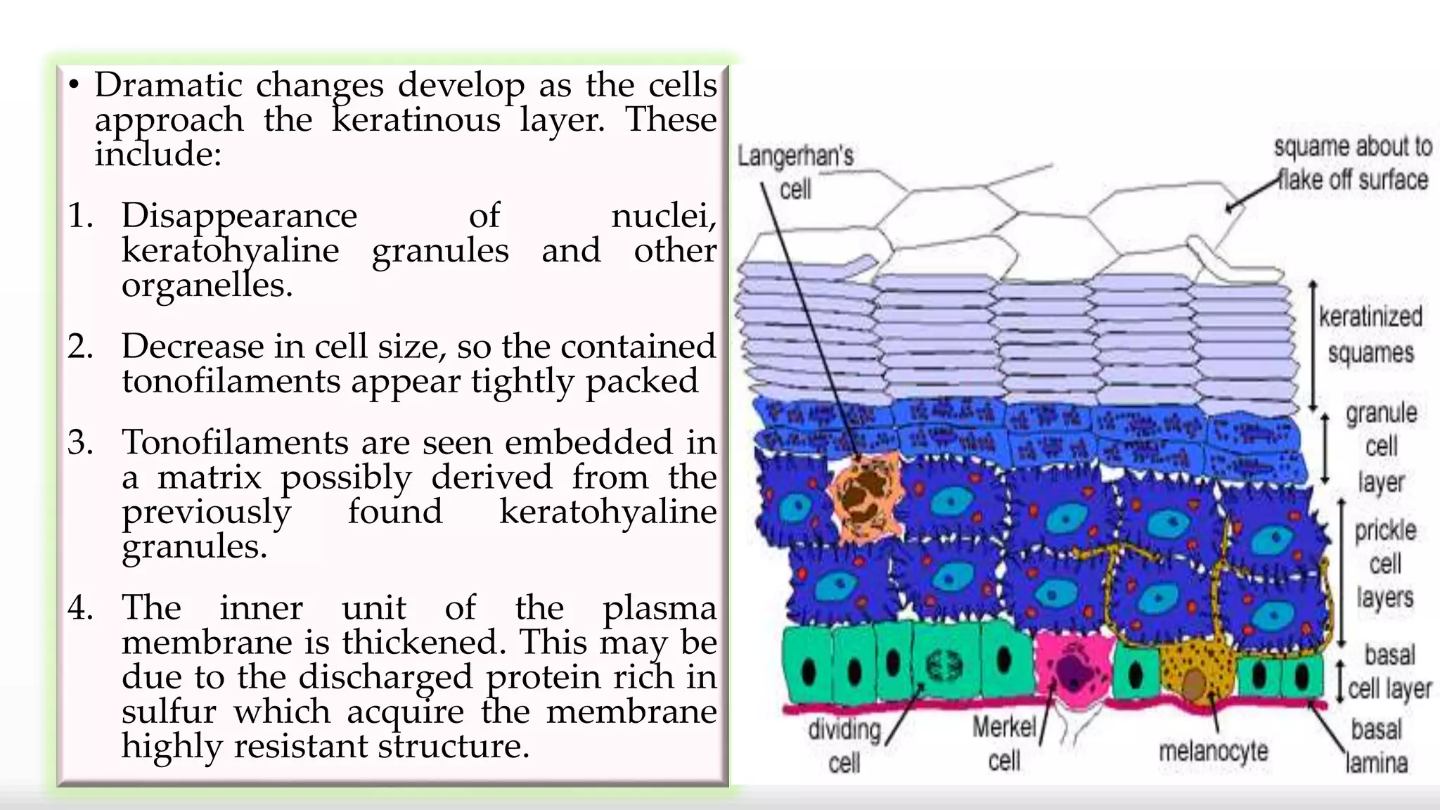Oral mucosa part 1 | PPTX