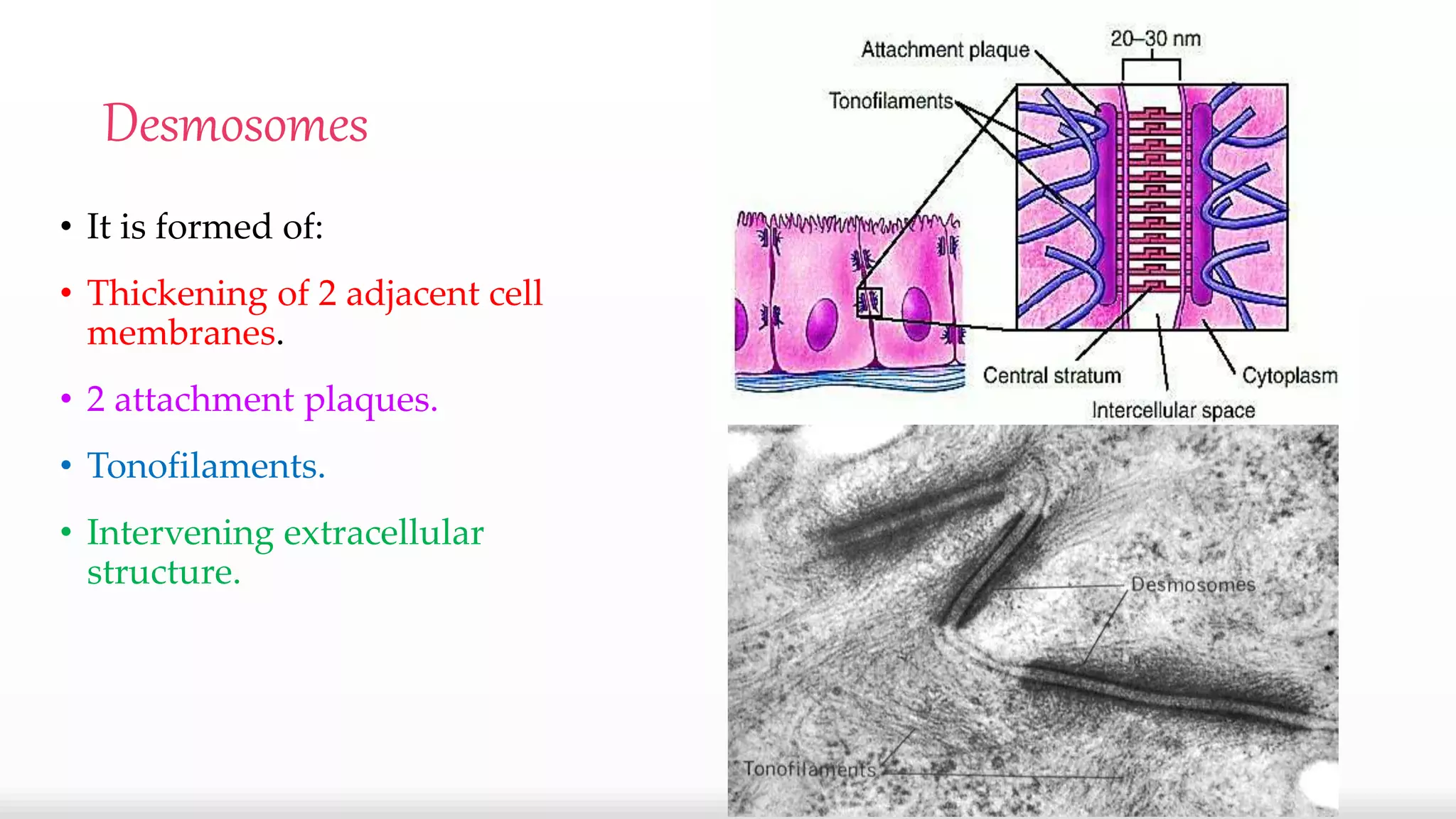Oral mucosa part 1 | PPTX