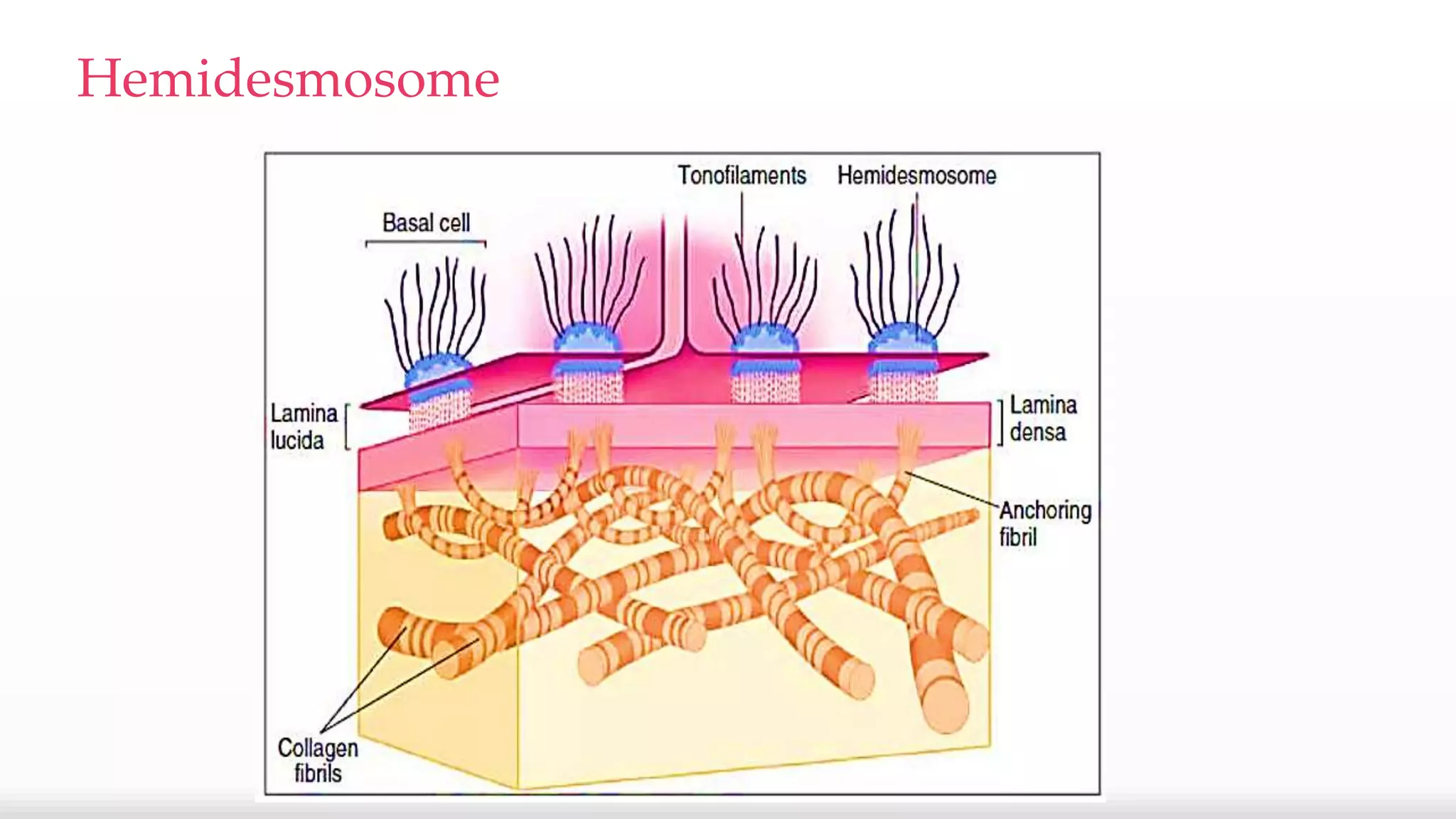 Oral mucosa part 1 | PPTX