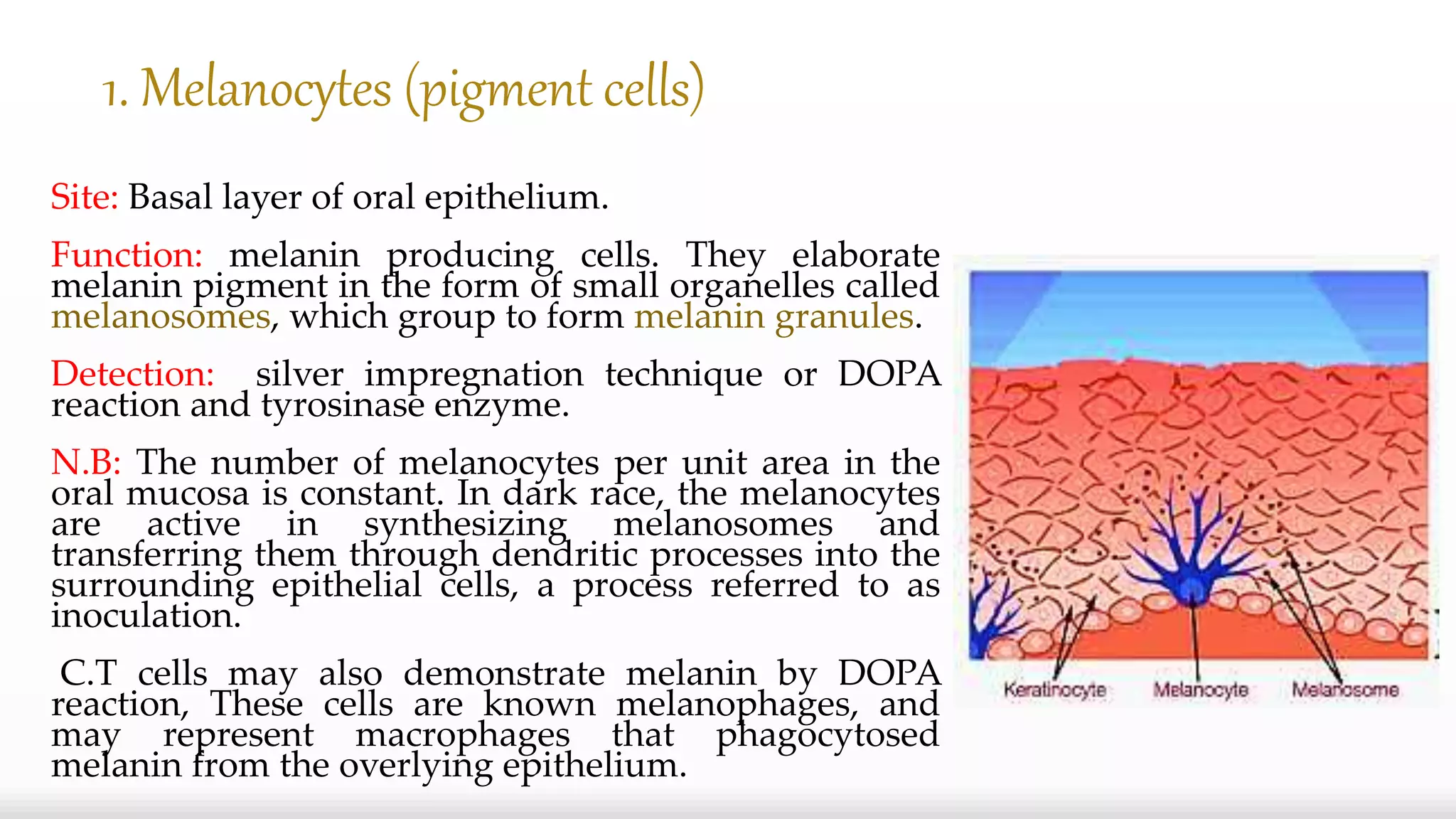 Oral mucosa part 1 | PPTX