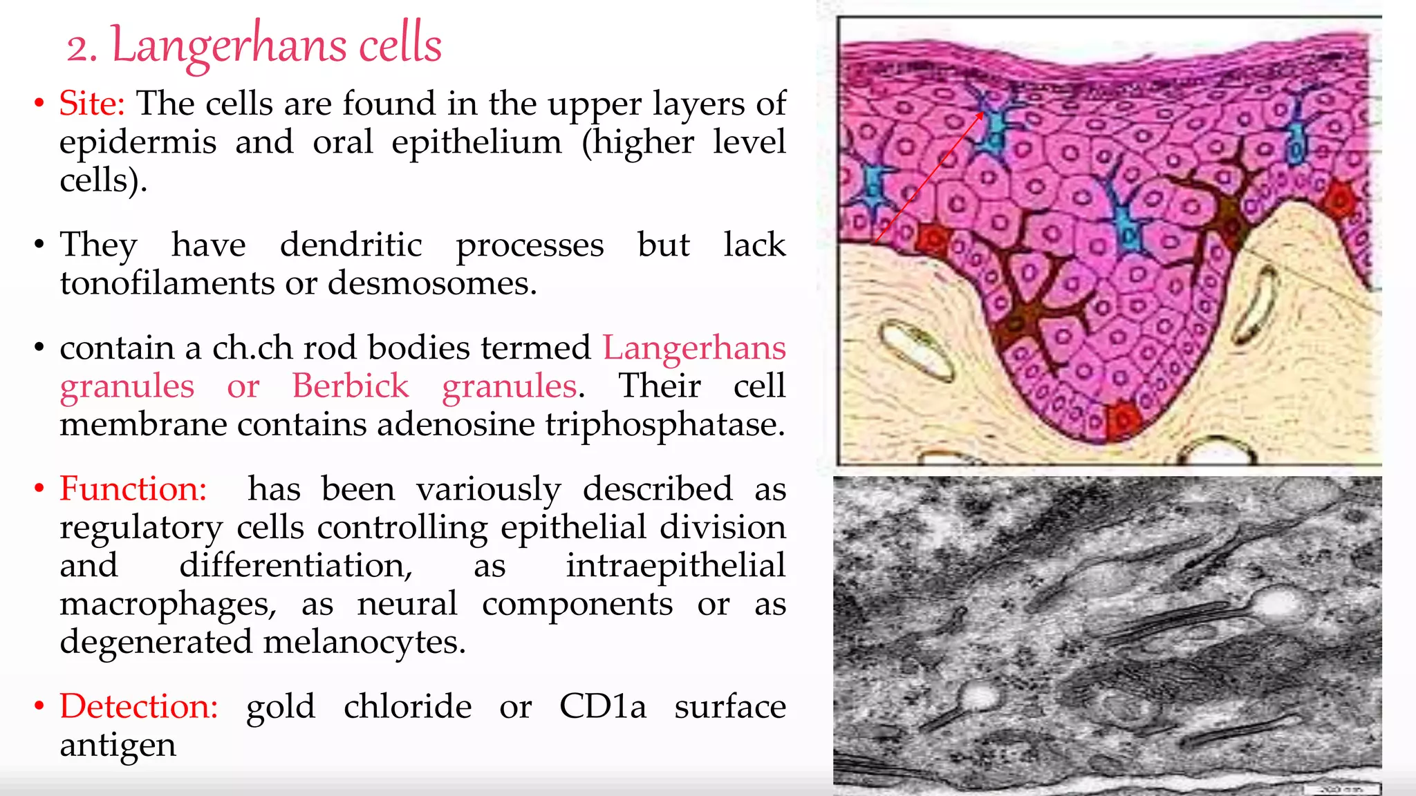 Oral mucosa part 1 | PPTX