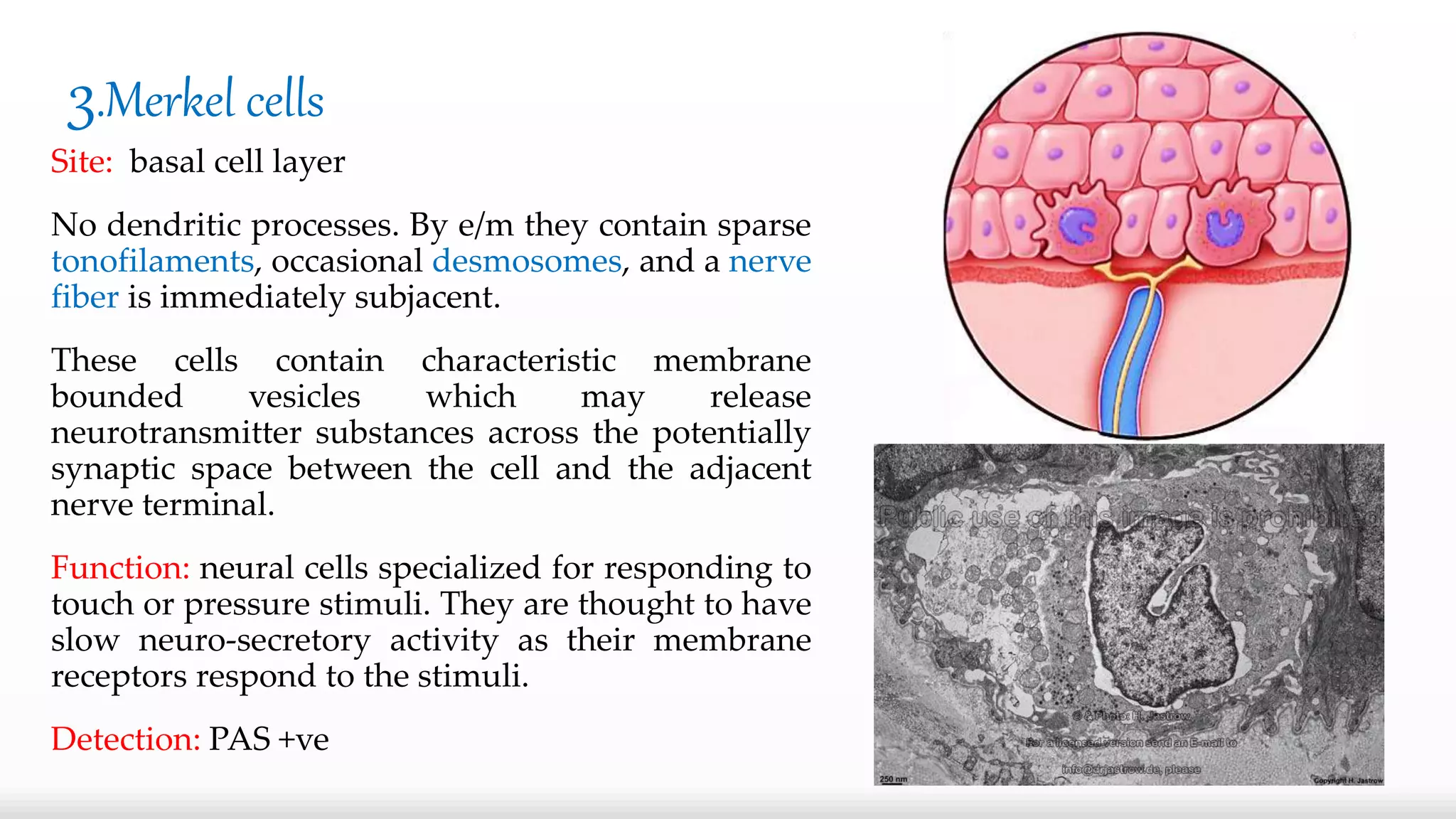 Oral mucosa part 1 | PPTX
