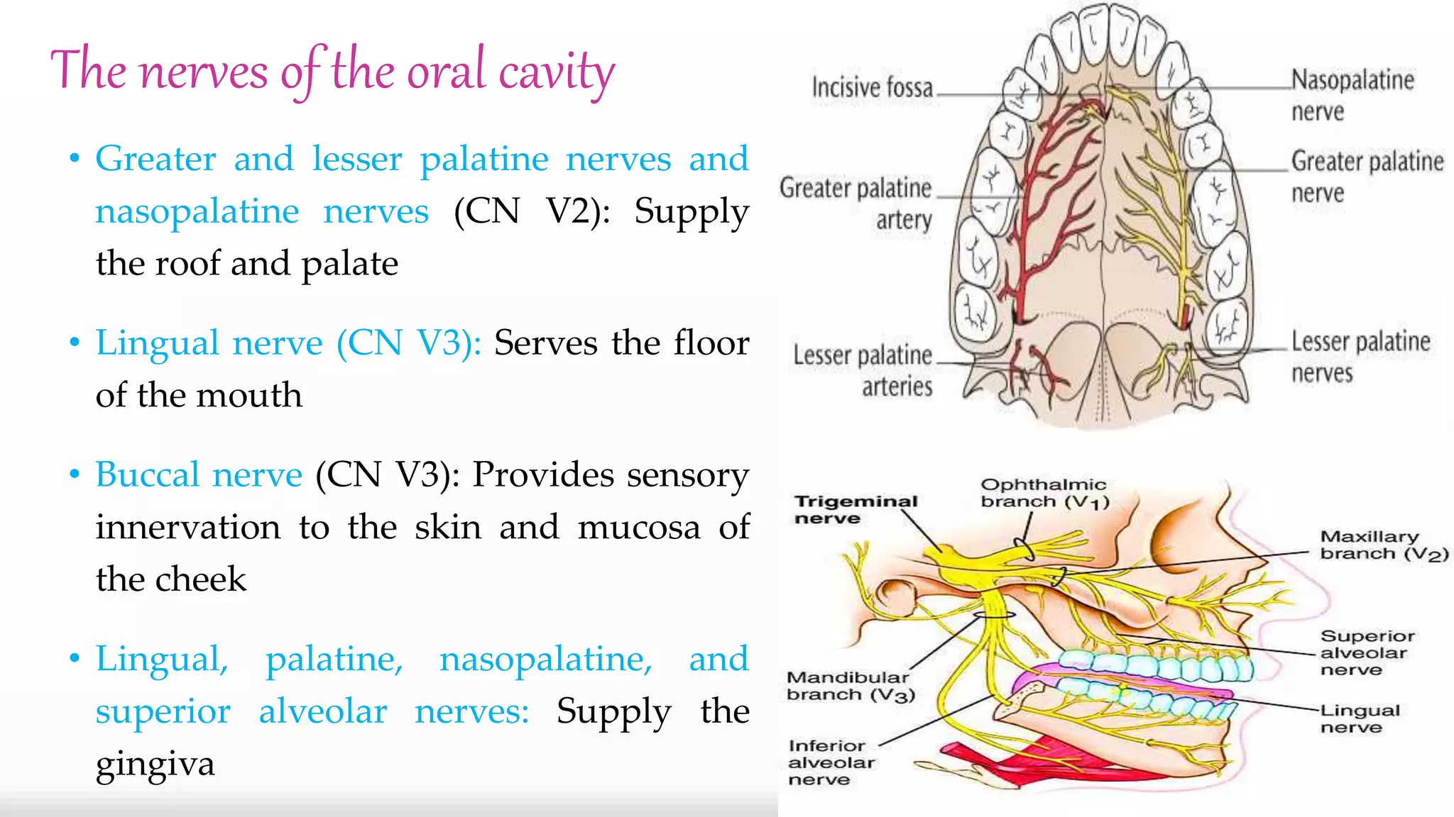 Oral mucosa part 1 | PPTX