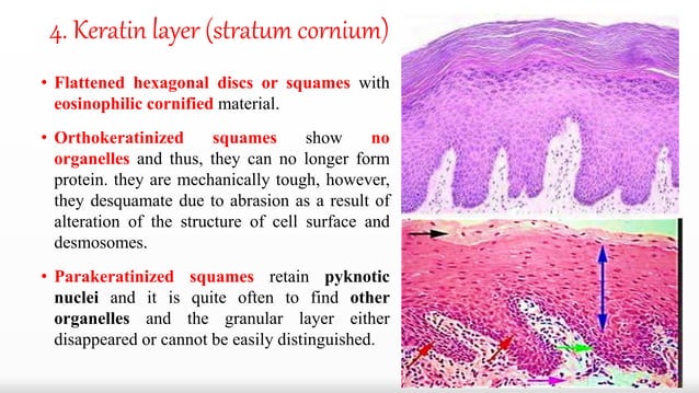 Oral mucosa part 1 | PPTX