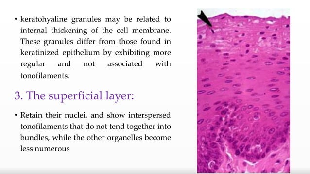 Oral mucosa part 1 | PPTX