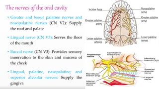 Oral mucosa part 1 | PPT